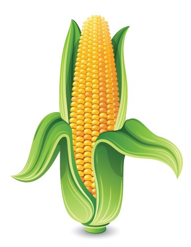 Sweet corn poster label sticker template Vector Image