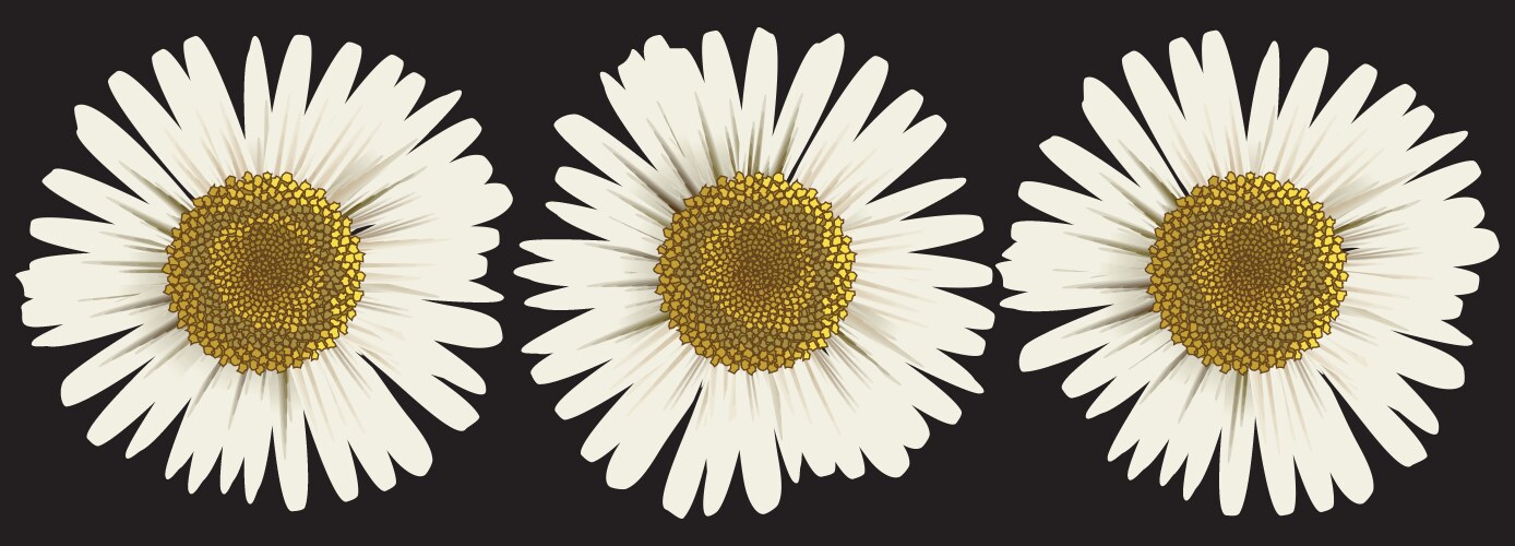 Daisy Flower Vector Images (over 80,000)