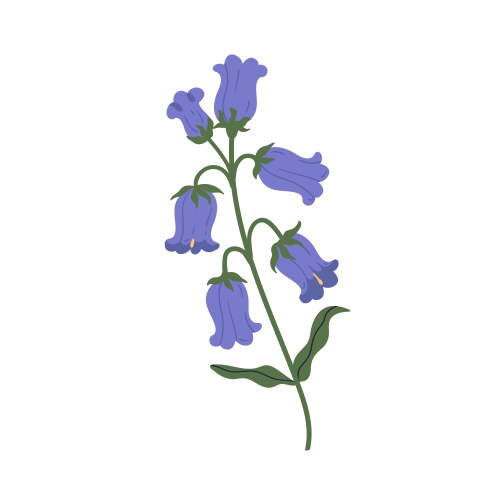 Isolated bluebell flower campanula - background Vector Image