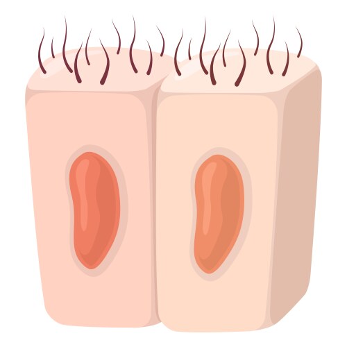 Epithelial Tissue Types Diagram – Royalty-Free Vector | VectorStock