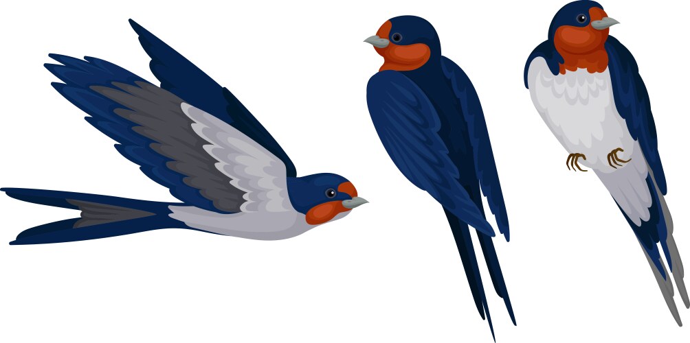 Swallow or martin passerine bird with long tail Vector Image