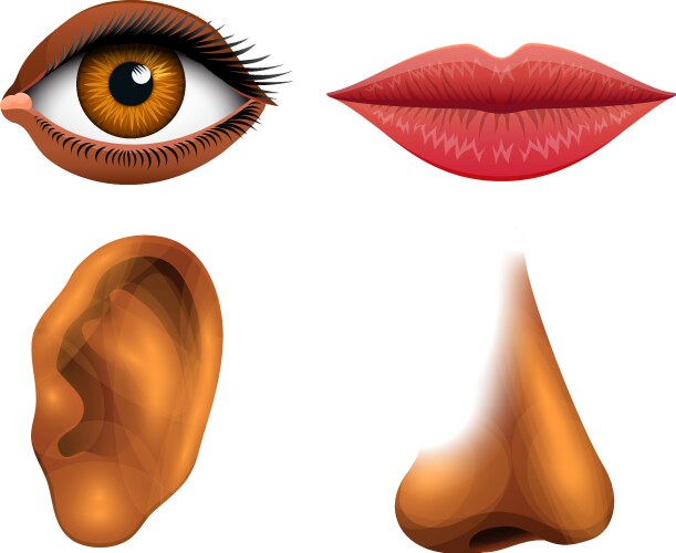 Cartoon of human tongue anatomy Royalty Free Vector Image