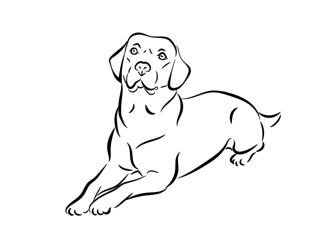 Labrador outline Vector Images & Graphics for Commercial Use | VectorStock