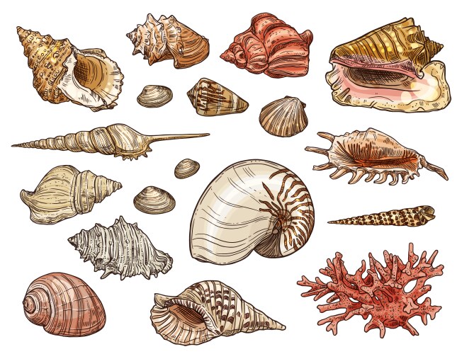 Seashells set Royalty Free Vector Image - VectorStock