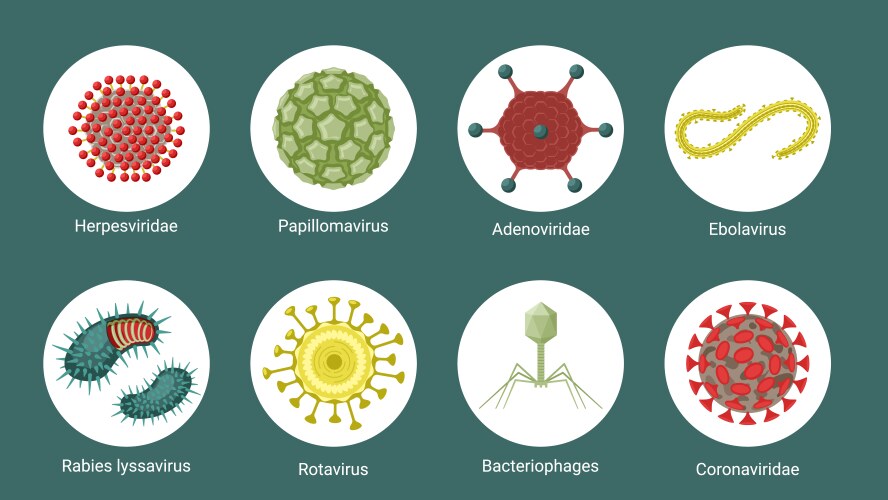 Structure of hepatitis b virus under microscope Vector Image