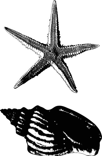 Starfish Vector Images (over 46,000)
