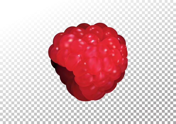 Raspberry high quality Royalty Free Vector Image