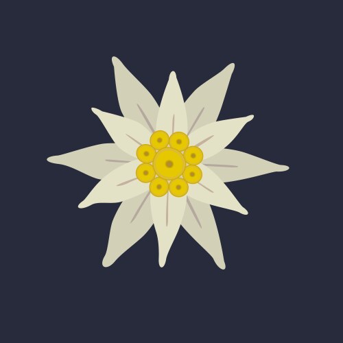 Edelweiss leontopodium alpinum Royalty Free Vector Image