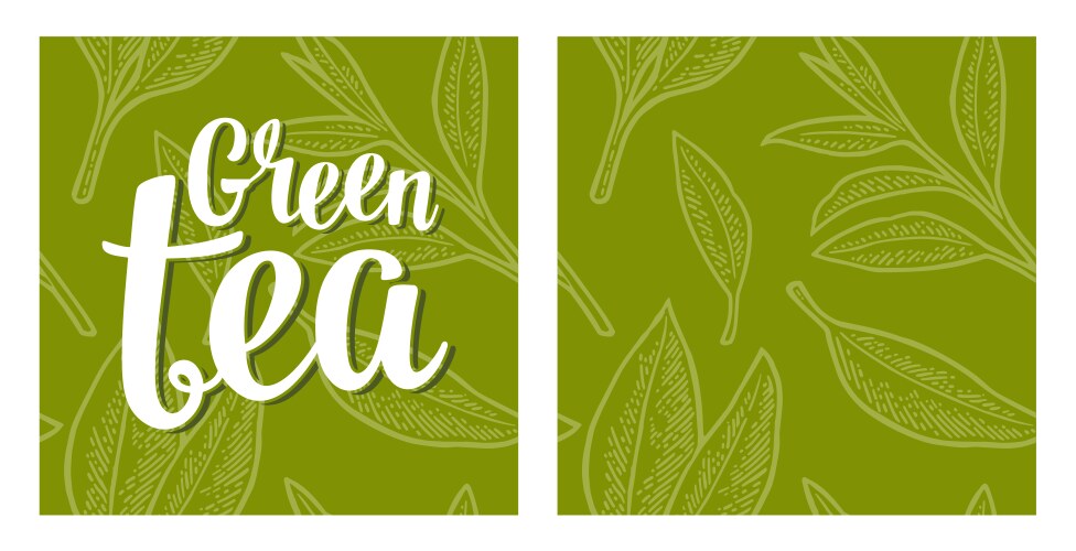 Female tea pickers leaves on plantation and rider Vector Image