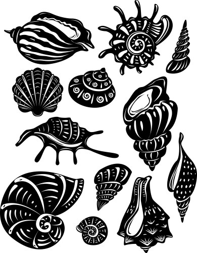 Set of beautiful sea shells Royalty Free Vector Image