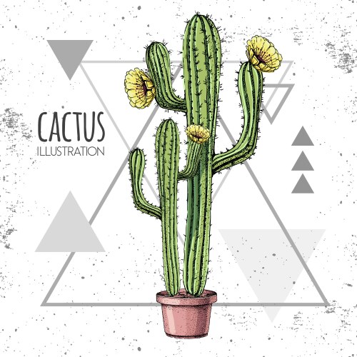 Hand drawing cactus Royalty Free Vector Image - VectorStock