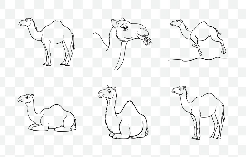 Camel Vector Images (over 20,000)