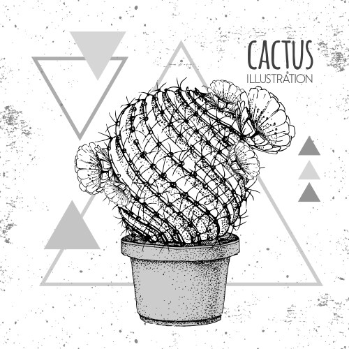 Hand drawing cactus Royalty Free Vector Image - VectorStock