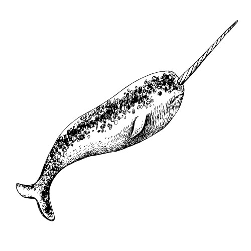 Narwhal Vector Images (over 2,700)