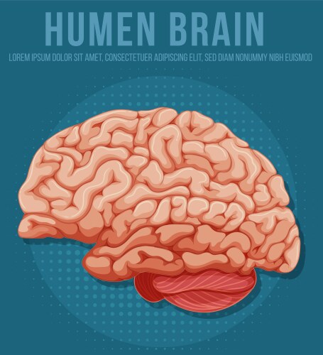 Human internal organ with brain Royalty Free Vector Image