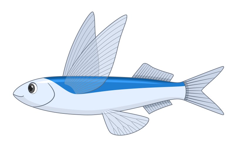 Graphic flying fish collection Royalty Free Vector Image