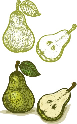 Pears Royalty Free Vector Image - VectorStock