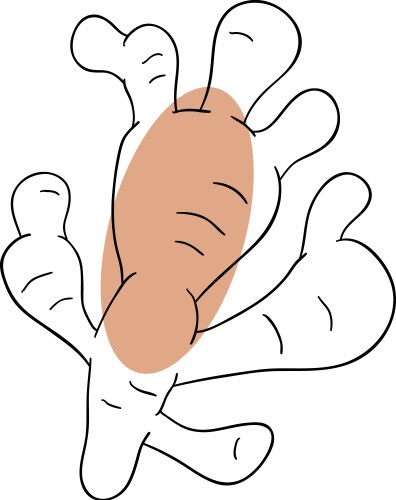 Ginger Cartoon Vector Images (over 14,000)