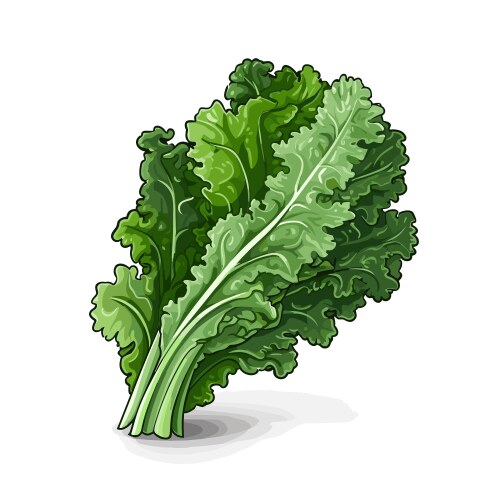 Kale Vector Images (over 2,600)