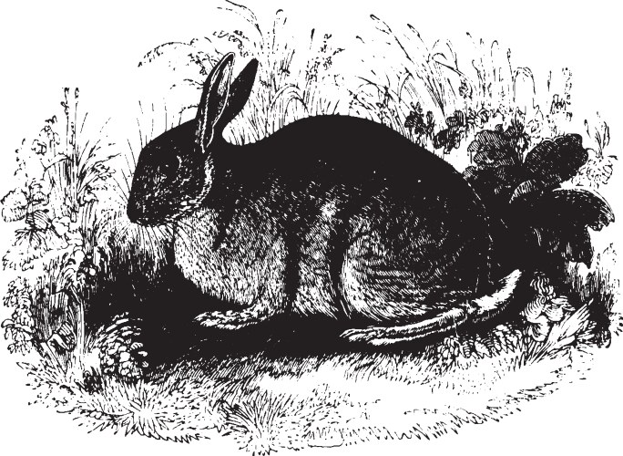 Vintage Rabbit Vector Images (over 21,000)