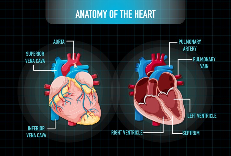 Human internal organ with heart Royalty Free Vector Image