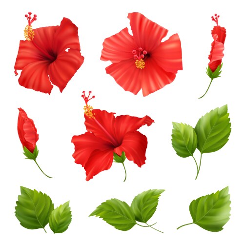 Set of hibiscus Royalty Free Vector Image - VectorStock