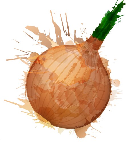 Watercolor of onion Royalty Free Vector Image - VectorStock