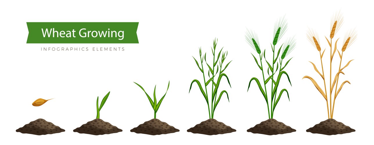 Wheat Growth Stages Vector Images (over 120)