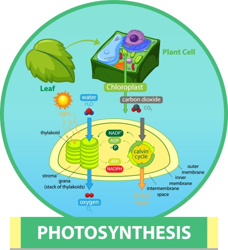 Chloroplast photosynthesis infographic elements Vector Image