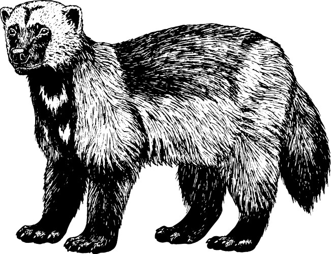 Wolverine Vector Images (over 430)