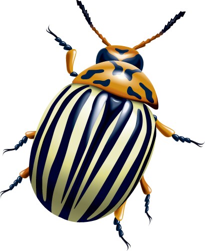 Potato beetle insect cartoon Royalty Free Vector Image