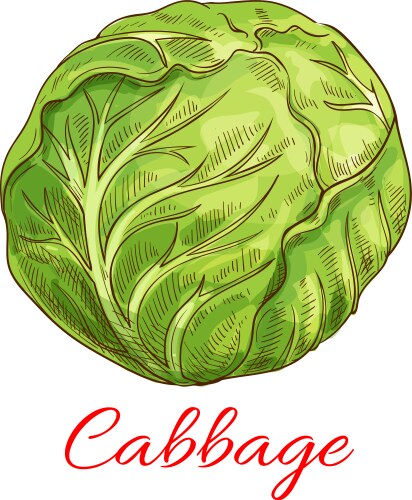 Realistic cabbage vegetable Royalty Free Vector Image