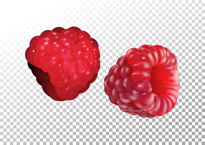 Raspberry high quality Royalty Free Vector Image