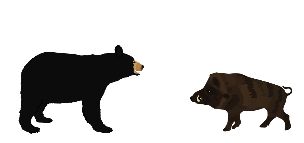 American black bear against wild boar silhouette Vector Image