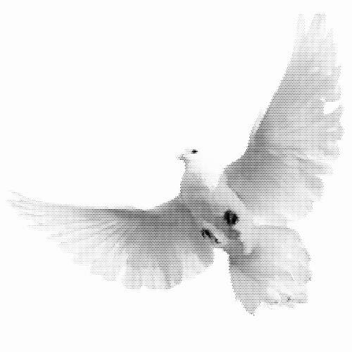 Dove Vector Images (over 58,000)