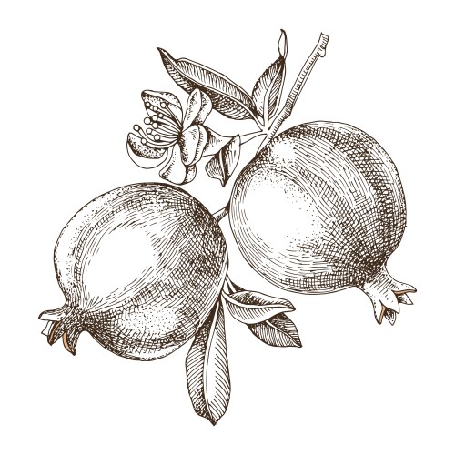 Pomegranate Vector Images (over 20,000)