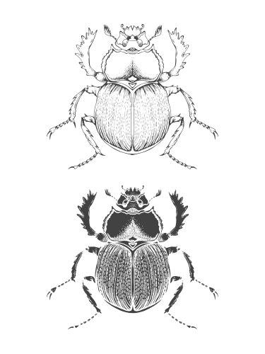 Cartoon scarab Royalty Free Vector Image - VectorStock