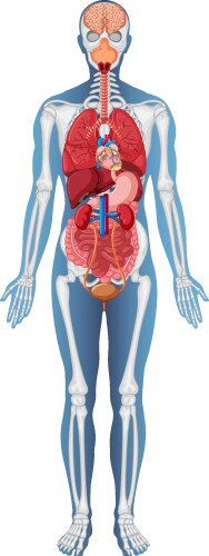 Human body internal organs Royalty Free Vector Image