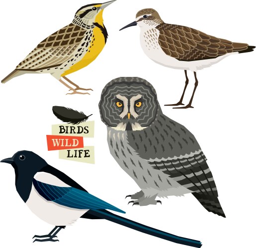 Cartoon birds perched branches colorful feathers Vector Image