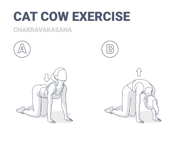 Woman doing yoga cat cow stretch exercise Vector Image