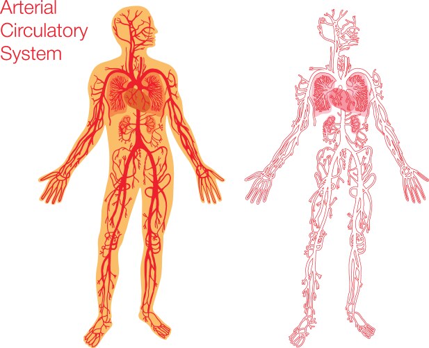 Circulatory system Royalty Free Vector Image - VectorStock