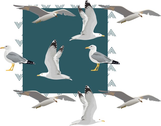 Set of 4 sea gulls hovering soaring standing Vector Image