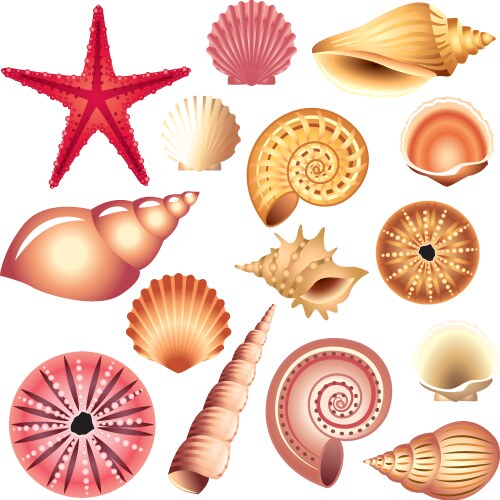 Shells and starfish Royalty Free Vector Image - VectorStock