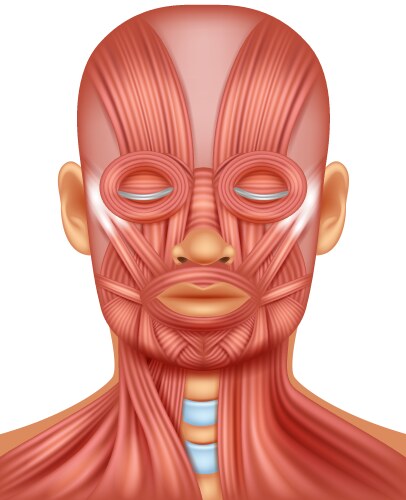 Diagram of human gluteal muscles medical science Vector Image