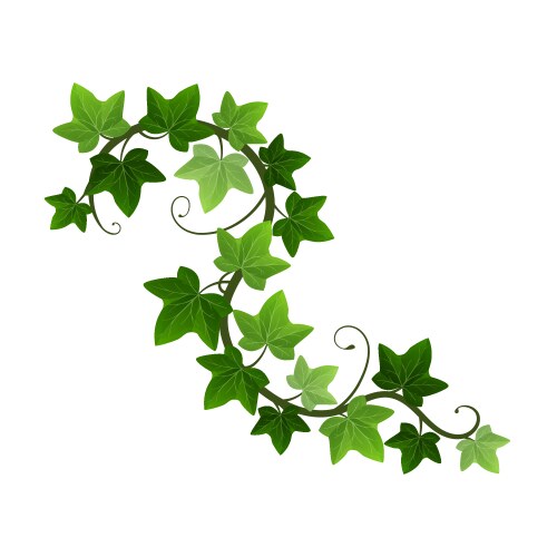 Border Ivy Vector Images (over 1,300)