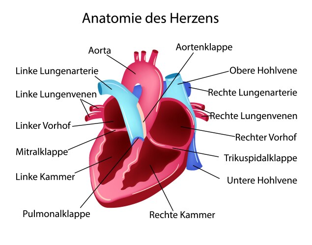 Fingers names human body parts in german Vector Image
