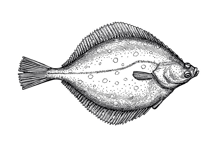 Flounder fish hand drawn black and white Vector Image