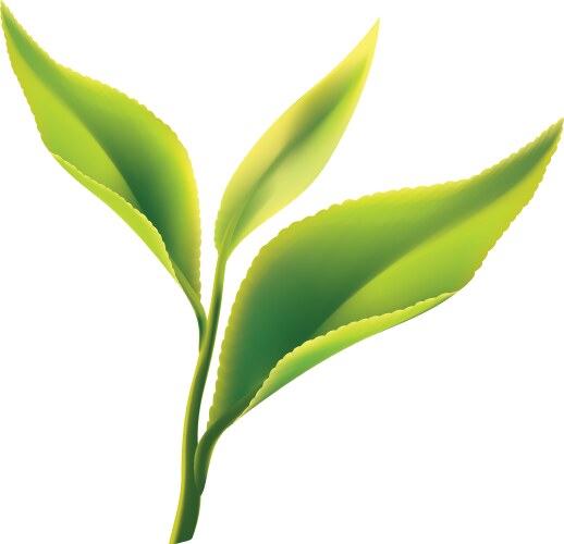 Tea Vector Images (over 280,000)