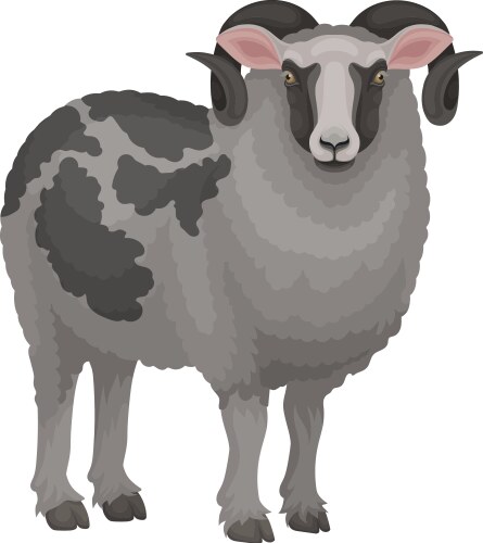 Detailed flat icon of dorset male sheep Royalty Free Vector