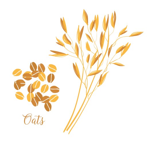 Different types cereals cereal grain agronomy Vector Image